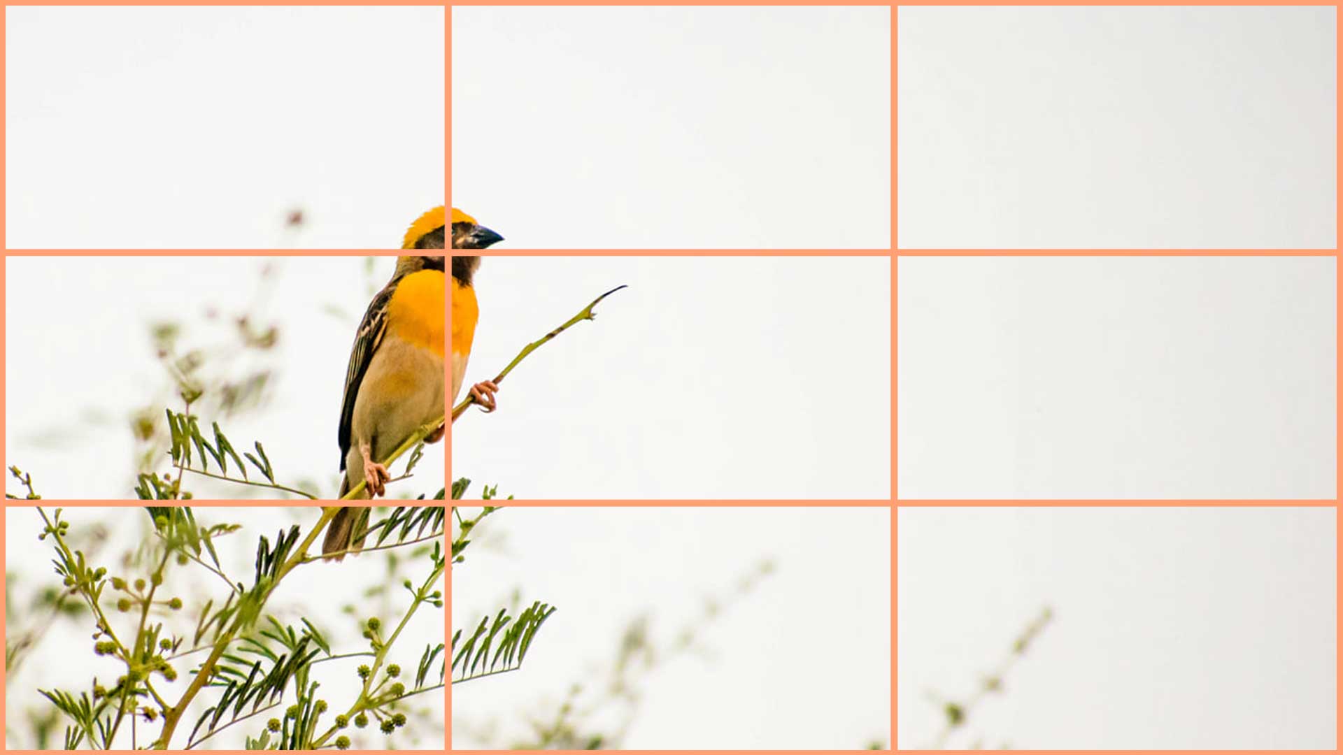 Photography Composition Rules Beginners Must Know in 2025